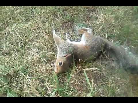 Squirrel fell out of tree - YouTube