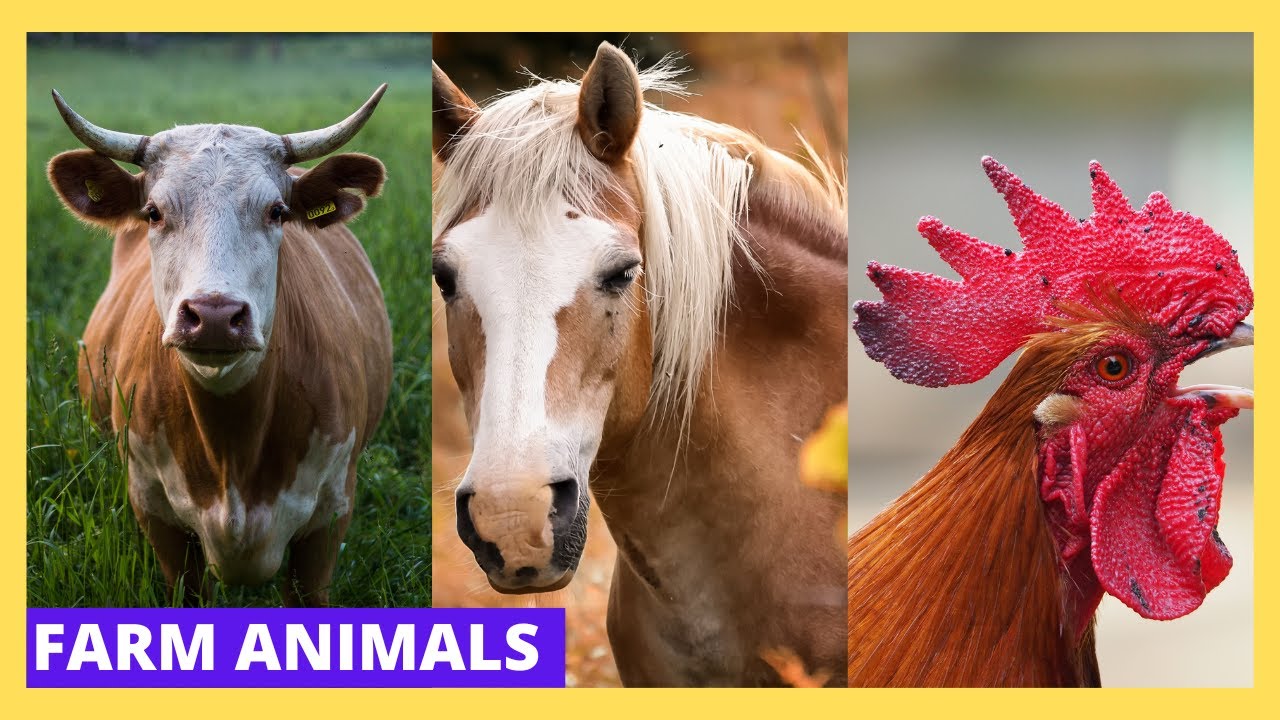 Farm Animal Adventures: Fun and Educational Learning for Kids! - YouTube