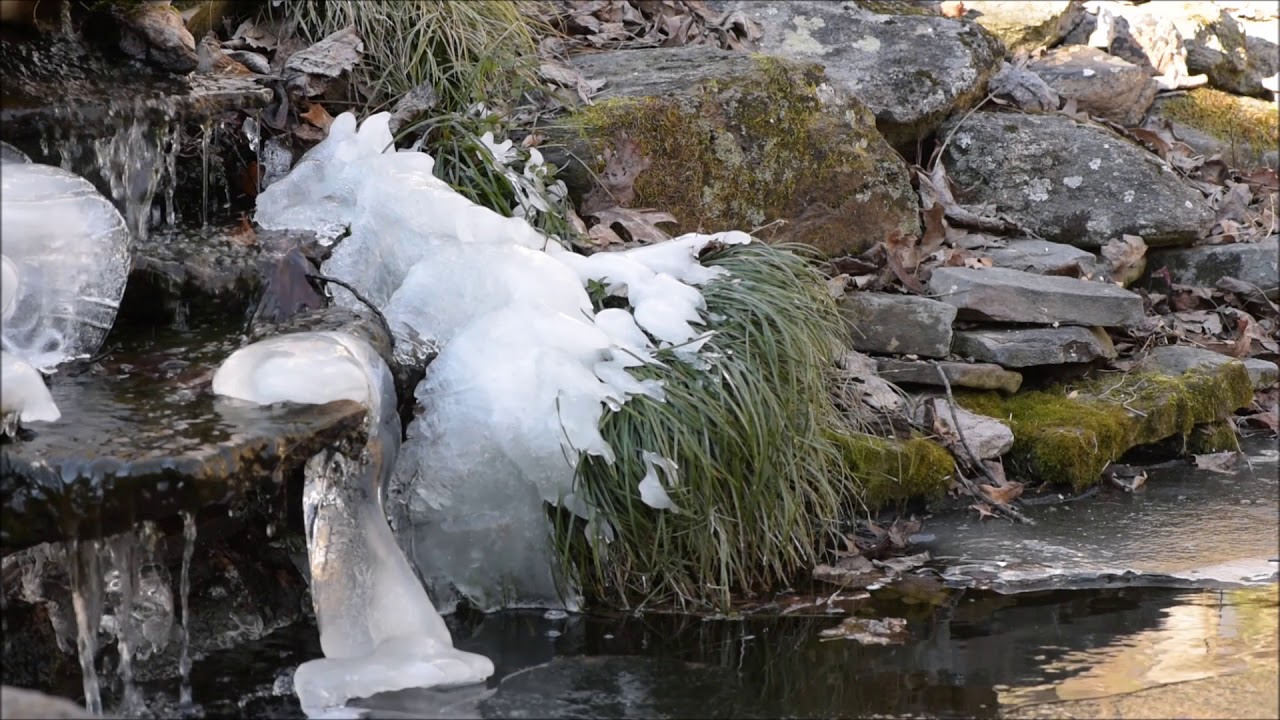 Backyard Birds in a Garden Waterfall - YouTube