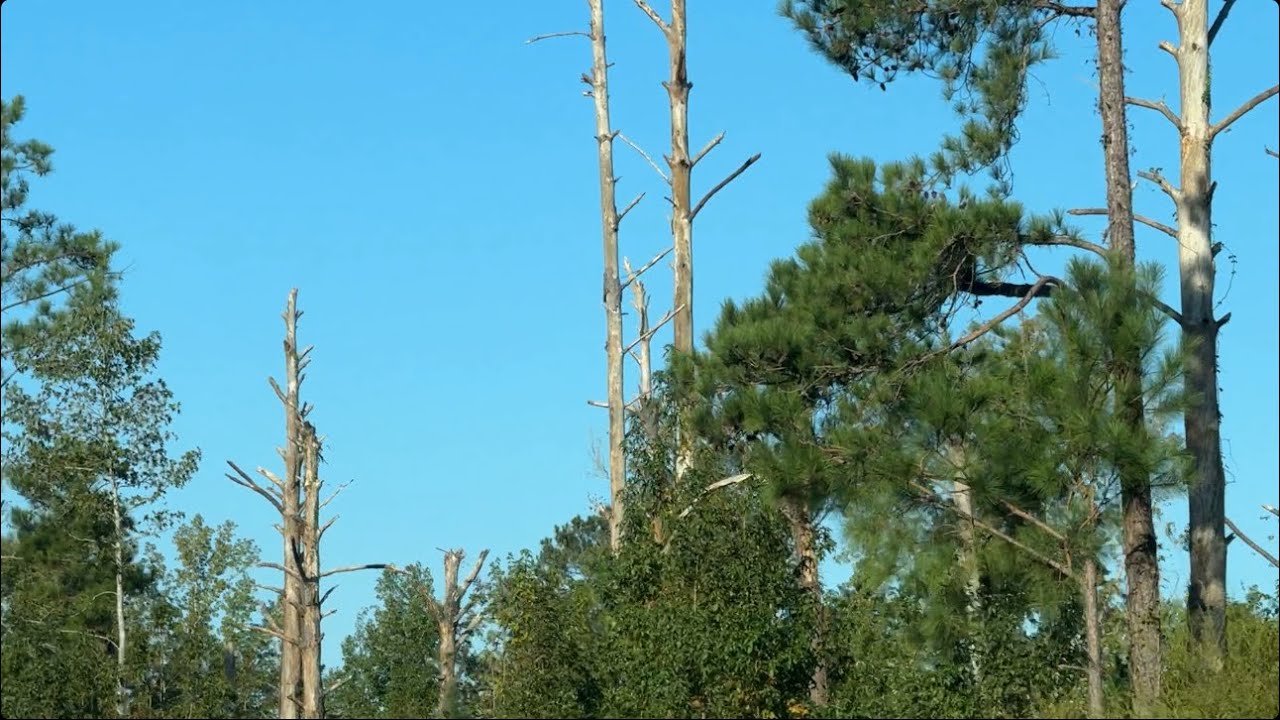 Why Trees Die Along Roadside? - YouTube