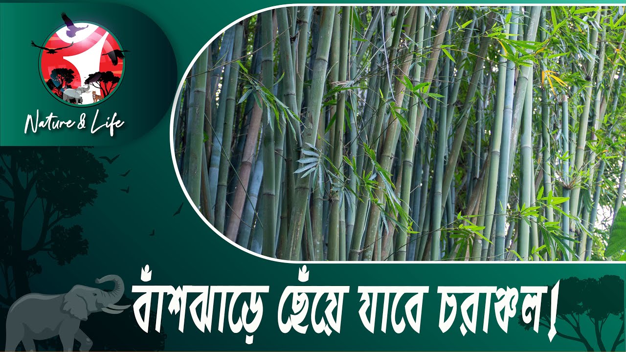 গাইবান্ধায় চরাঞ্চলে বাশের চারা রোপণ || Tree Plantation || Gaibandha ...