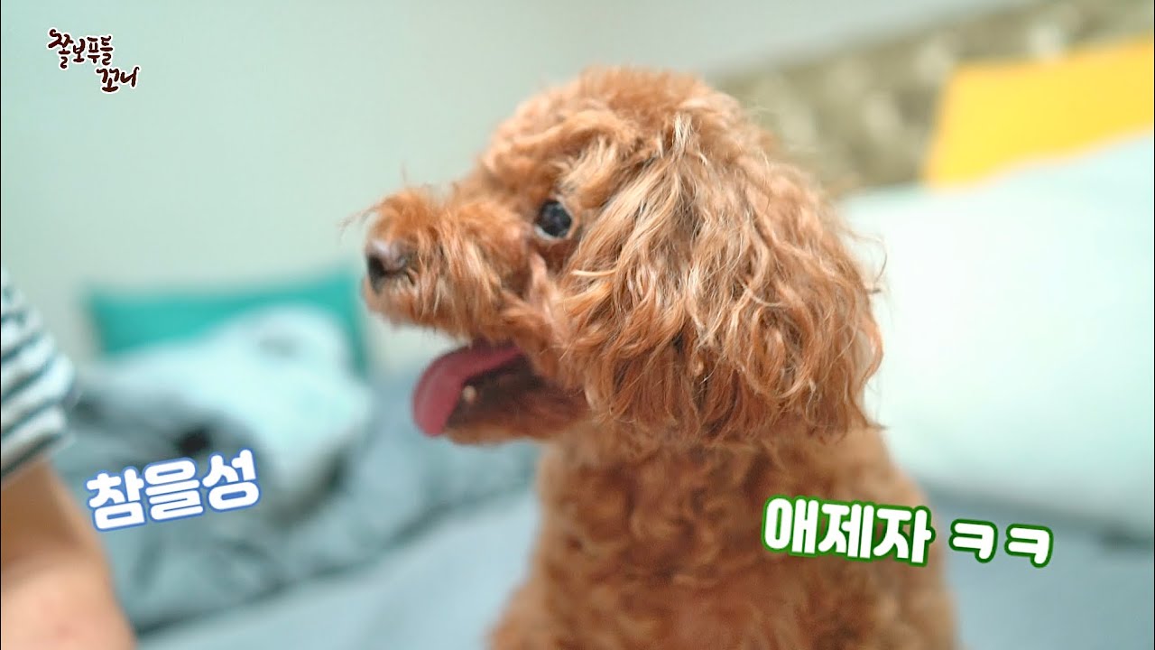 극한의 눈치빠른 강아지 앞에서 맛있는거 먹을때 생기는 일 아 제발~😵ㅋㅋㅋ Youtube