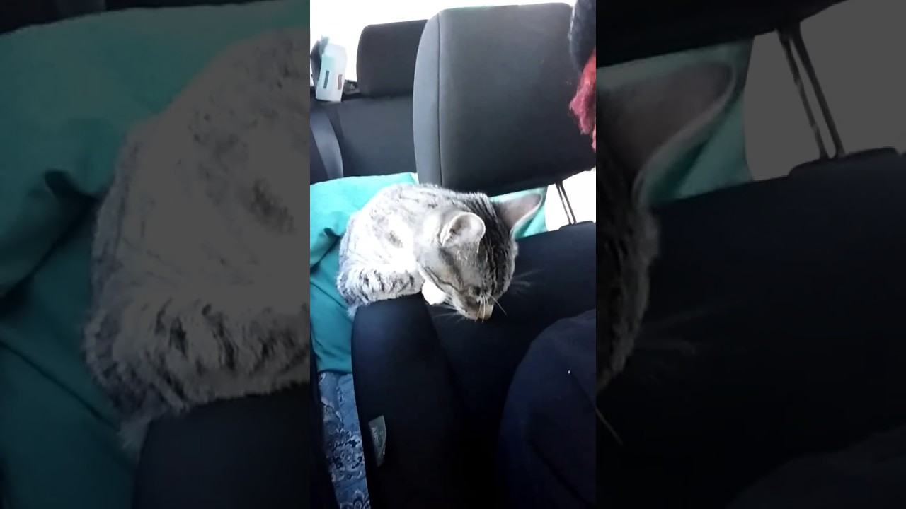 Cat High off weed - YouTube