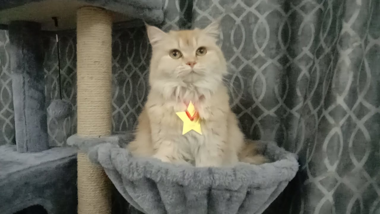 #cat ,,,She Always Wants Someone to Play With//sari saring vlog # ...