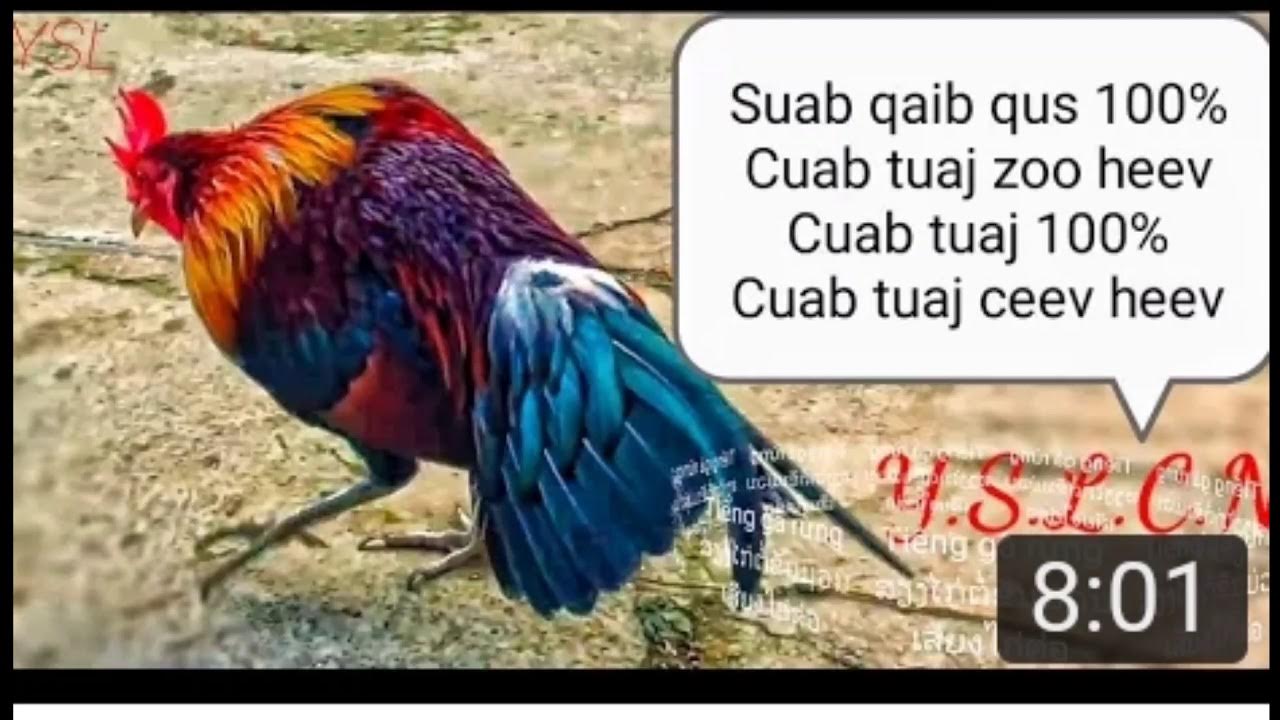 Suab qaib dib qua zoo heev cuab tuaj 100% - YouTube