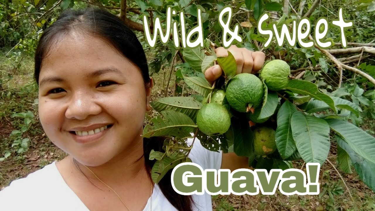 Picking Guava fruit | Picking and eating delicious guava | Bisaya Vlog ...