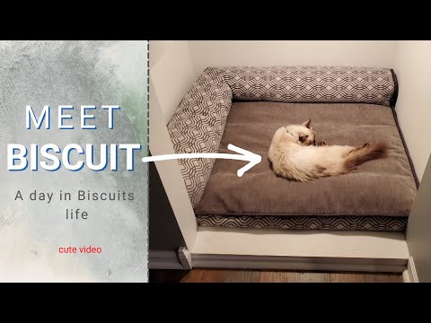 Meet Biscuit - Our Second Siberian Kitten - اتعرفوا على قطنا الجديد - قط صيبيري