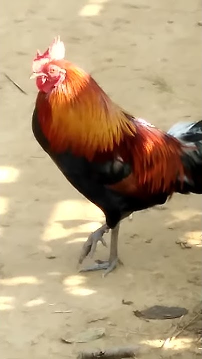 Qaib qus zoo heev - YouTube