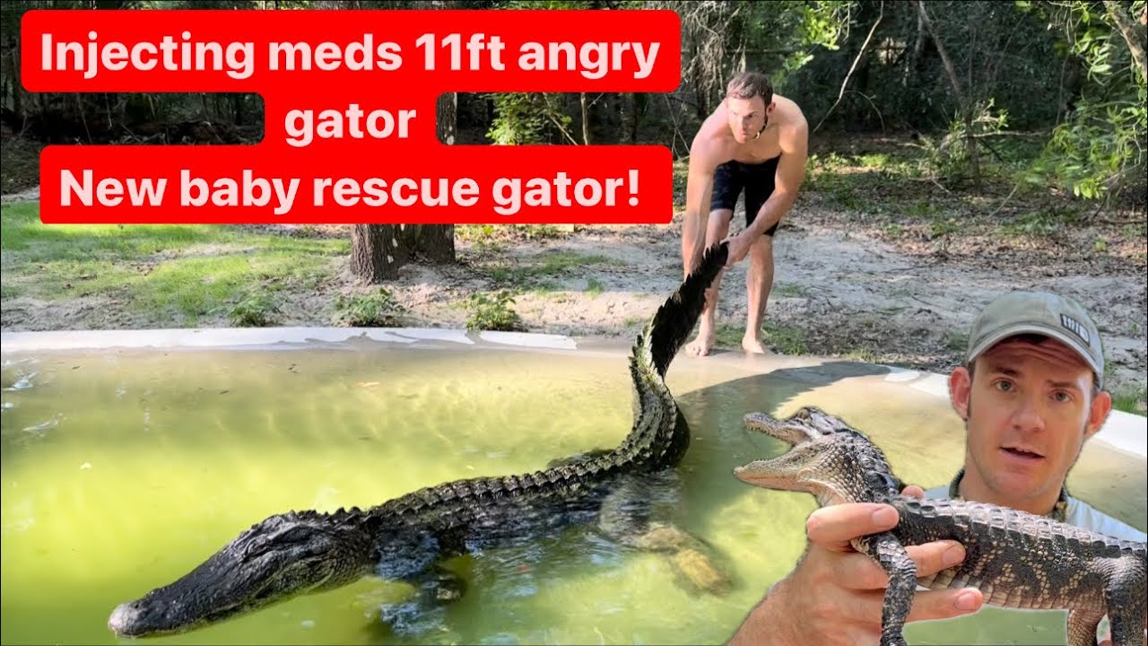 Injecting meds into 11ft angry gator & new baby rescue gator!! - YouTube