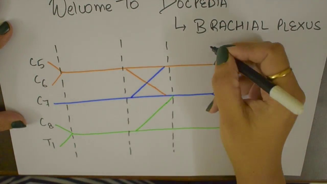BRACHIAL PLEXUS | Draw with me | Anatomy - YouTube