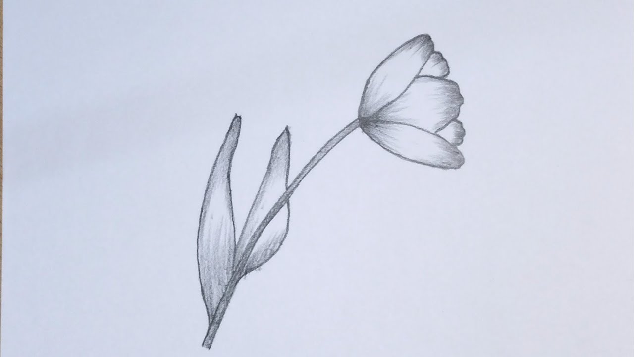 How to Draw a Tulip for Beginners (Easy Step-by-Step Tutorial) - YouTube
