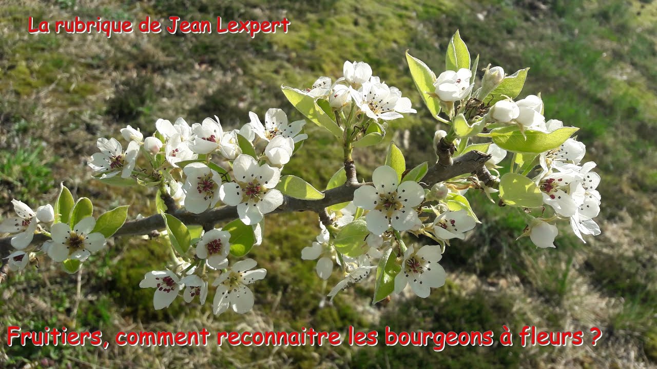 Fruitiers, comment reconnaitre les bourgeons à fleurs ...