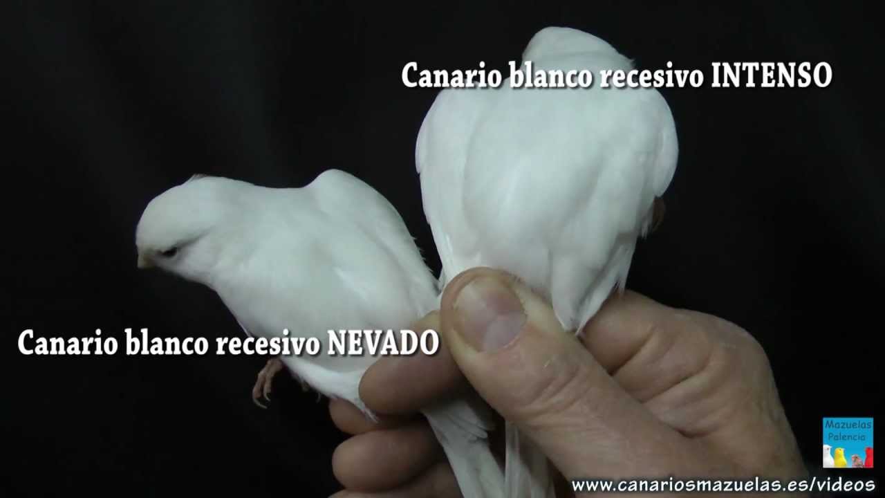 Como diferenciar Canarios Blanco Recesivo Nevado de Blanco Recesivo ...