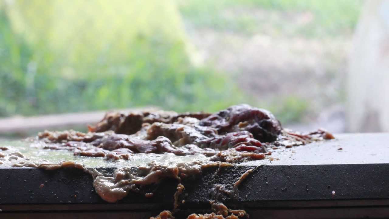 Death of a Brain - timelapse of a brain decomposition / enolabrain.it ...