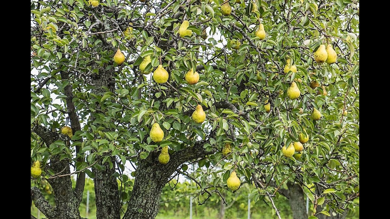 THE POWERFUL USES OF PEAR - YouTube