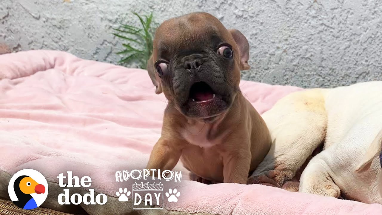 This Little Puppy Is The World's Cutest Alien | The Dodo Adoption Day ...