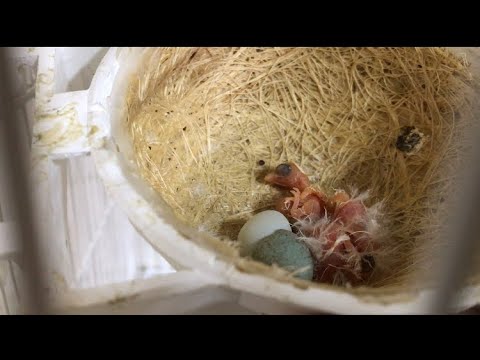 Nacieron 3 pichones mas en el aviario 😍 - YouTube