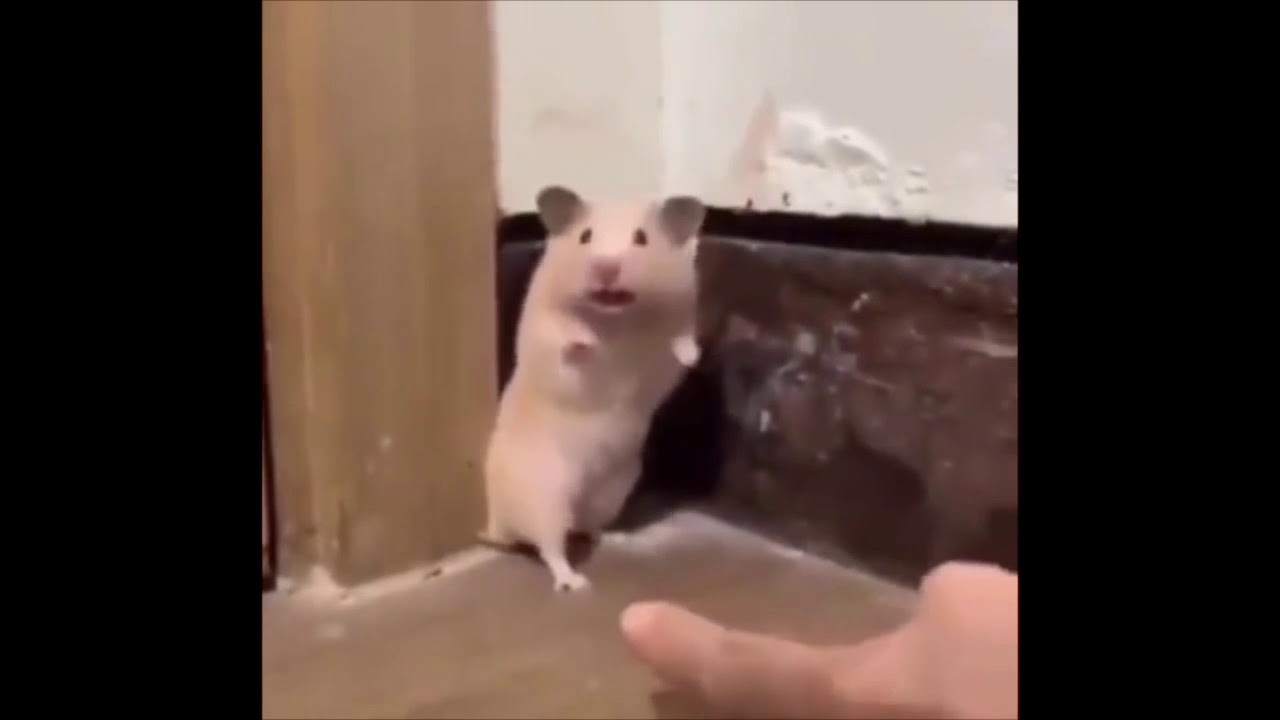 Hamster gets scared - YouTube