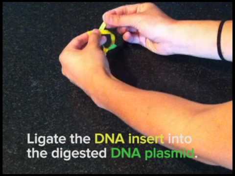Make Your Own Balloon Bacteria! - YouTube