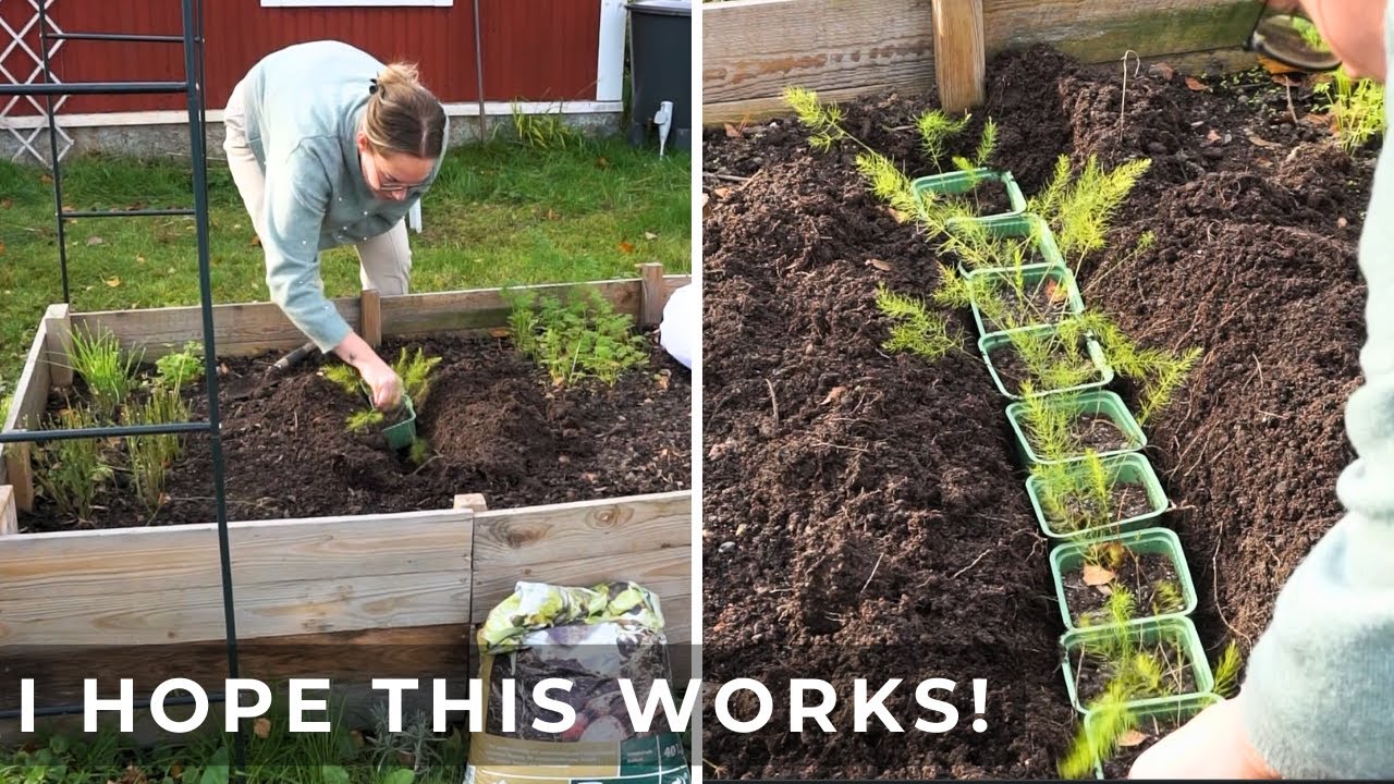 Prepping The Garden For Winter | Planting for spring, overwintering ...