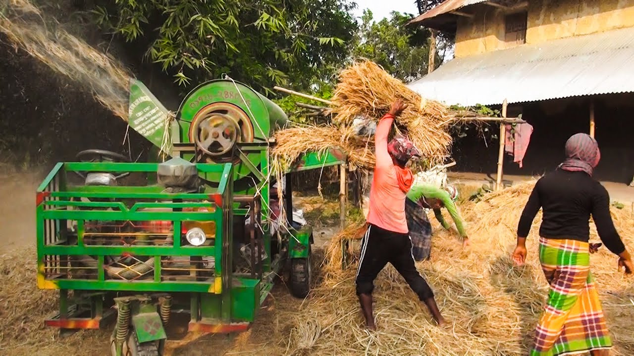 Aman paddy|Traditional paddy harvesting|traditional paddy harvesting ...