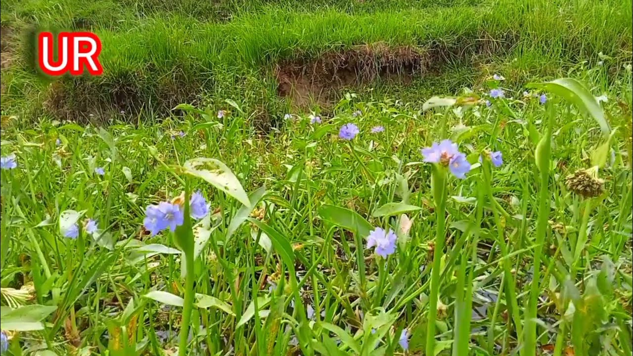 Gramer Drisso ll গ্রামের দৃশ্য ll - YouTube