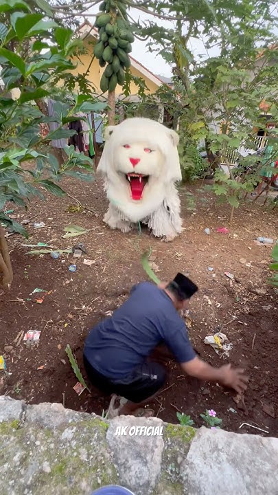 Qurban Can Macanan 2025 Viral Bikin Heboh Warga!!! - YouTube