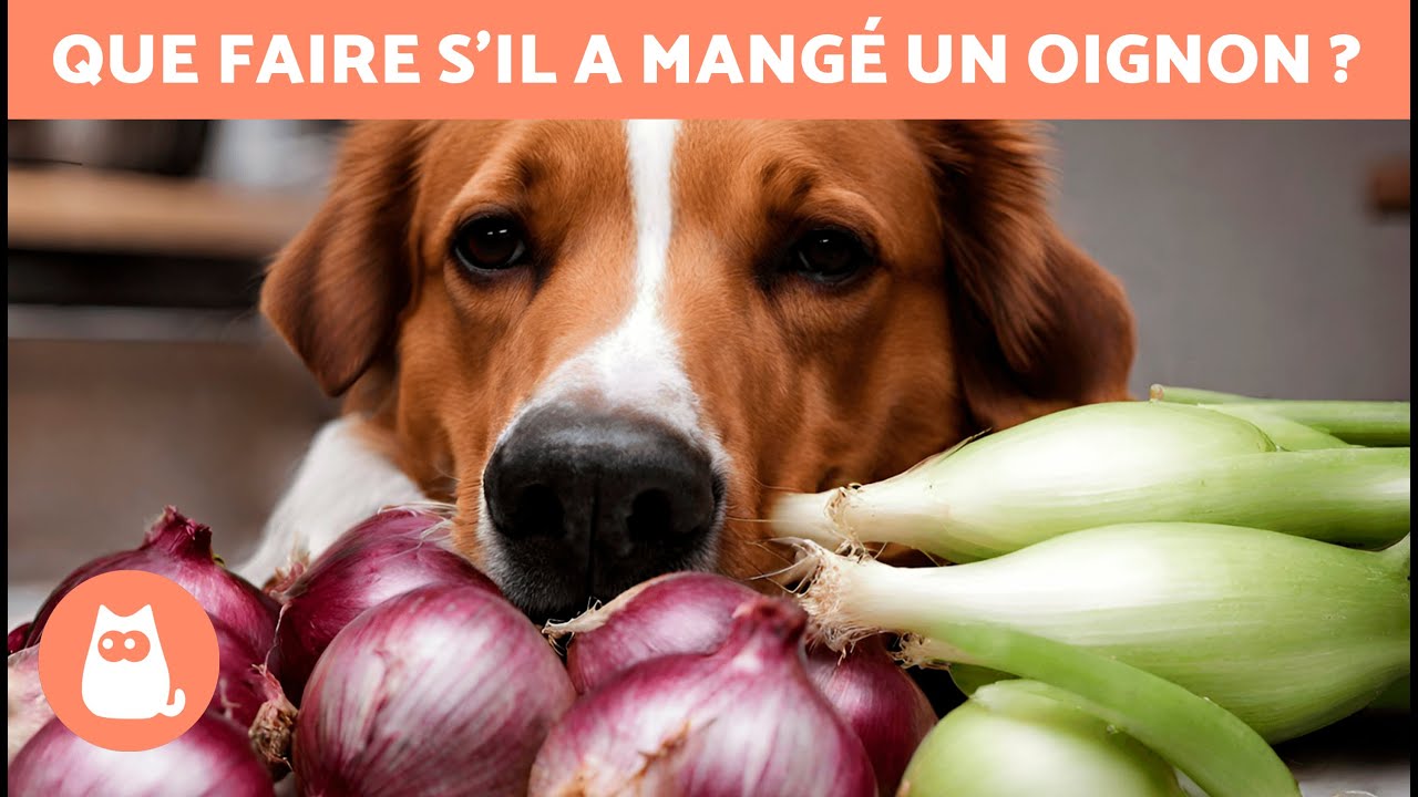 QUE se PASSE-T-IL SI MON CHIEN A MANGÉ un OIGNON ? 🐶🧅 (INTOXICATION et ...
