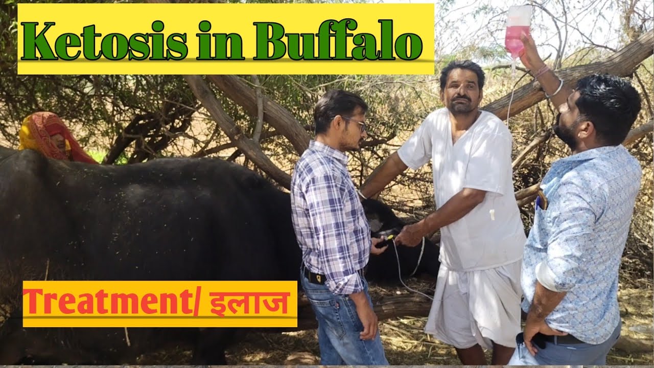 ketosis in buffalo/ Treatment/ Dr Jayesh Dhoral - YouTube