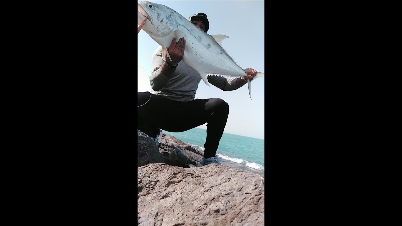 Catching big "Queen fish" using lure casting (catch and release) - YouTube