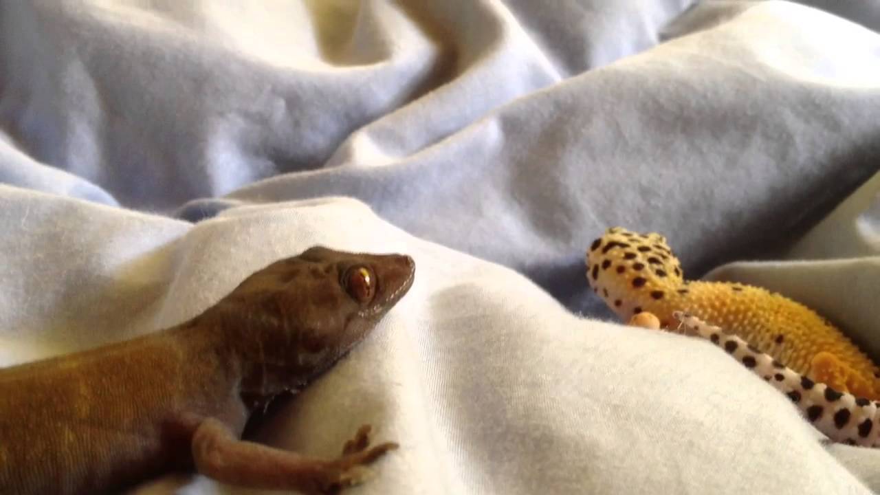 My golden gecko and leopard gecko hanging out - YouTube