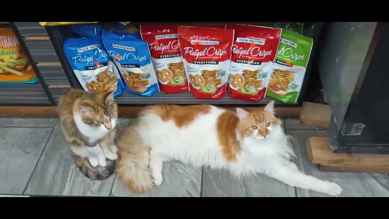 New York City up-close - cats guarding the store, June 22, 2024 1 - YouTube