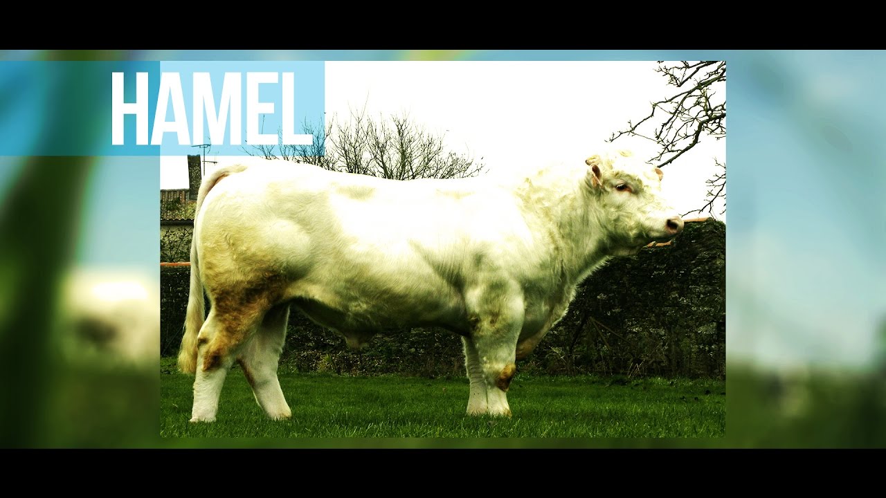 Hamel - Vêlage faciles et morphologie - YouTube