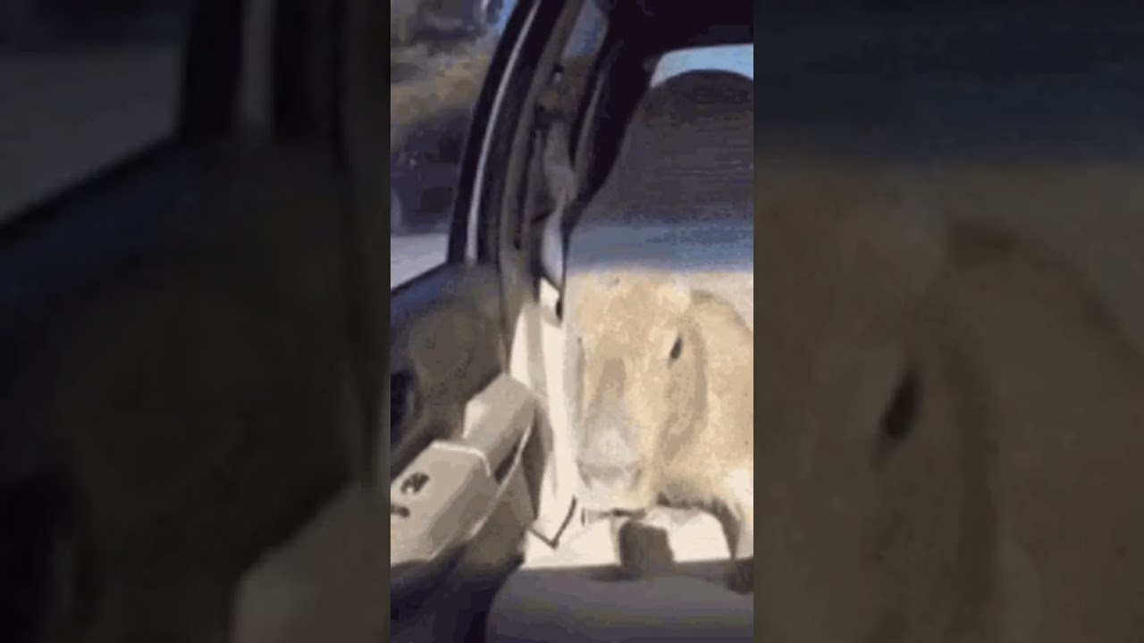 capybara vibing in a car - YouTube