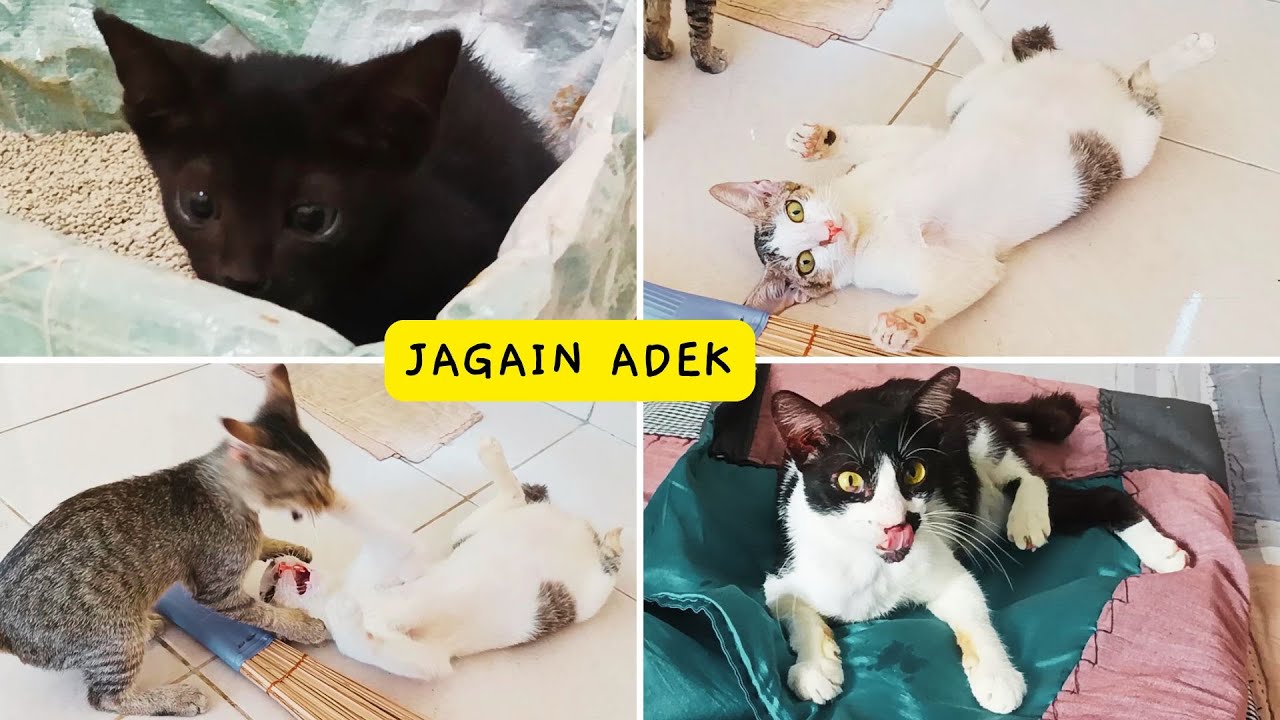 Disuruh mama jagain adek - YouTube