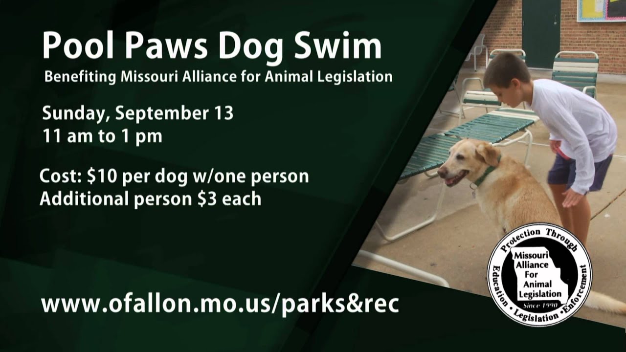 O'FallonTV: Pool Paws Dog Swim | O'Fallon, Missouri - YouTube