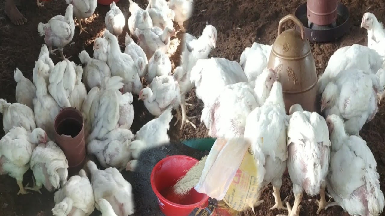 When feeding broiler chickens 🍫 fully Organic chicken farm🍬Rules for ...