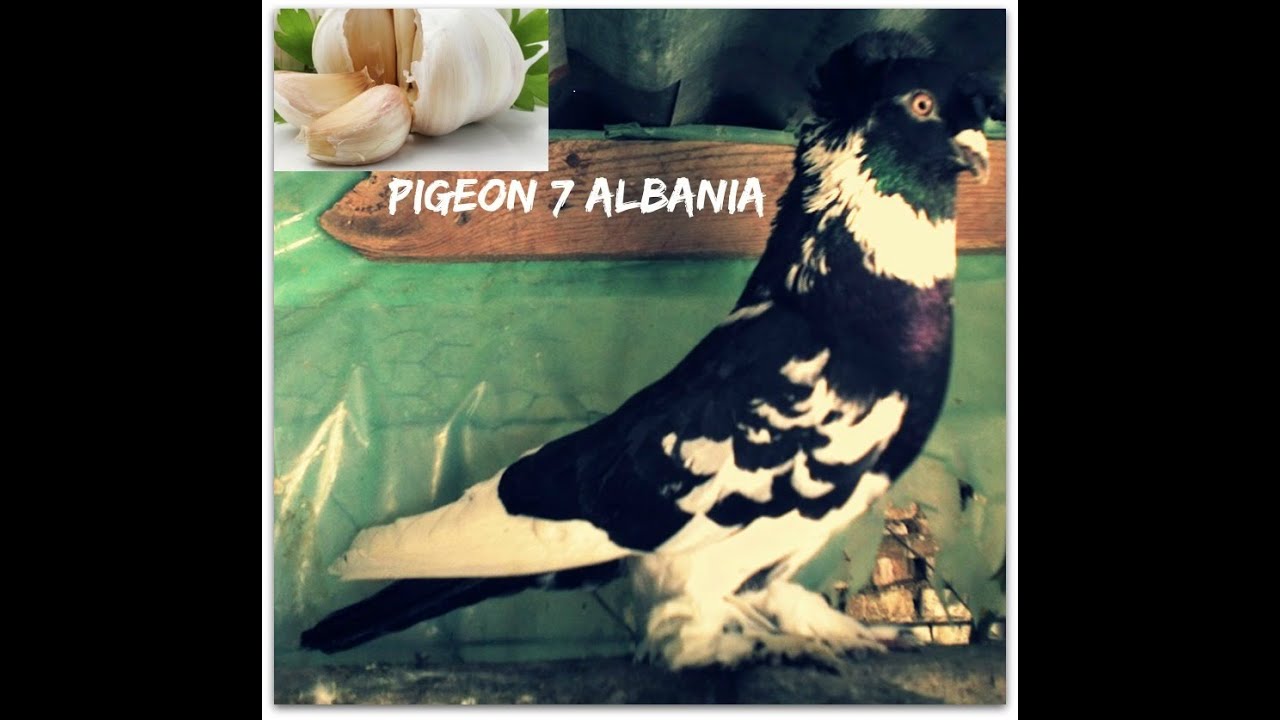 Pellumba me dy cafka, Albania Fier (PIGEON 7 ALBANIA) - YouTube
