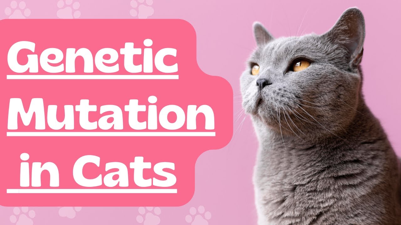 Body mutations cats can have! : Genetic Mutation in Cats - YouTube