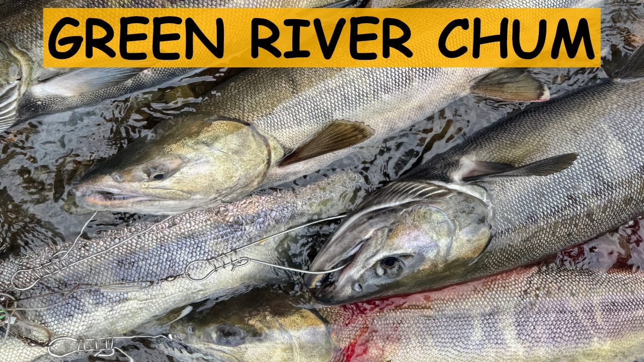 Completely SLAYING Chum Salmon on the Green River - YouTube