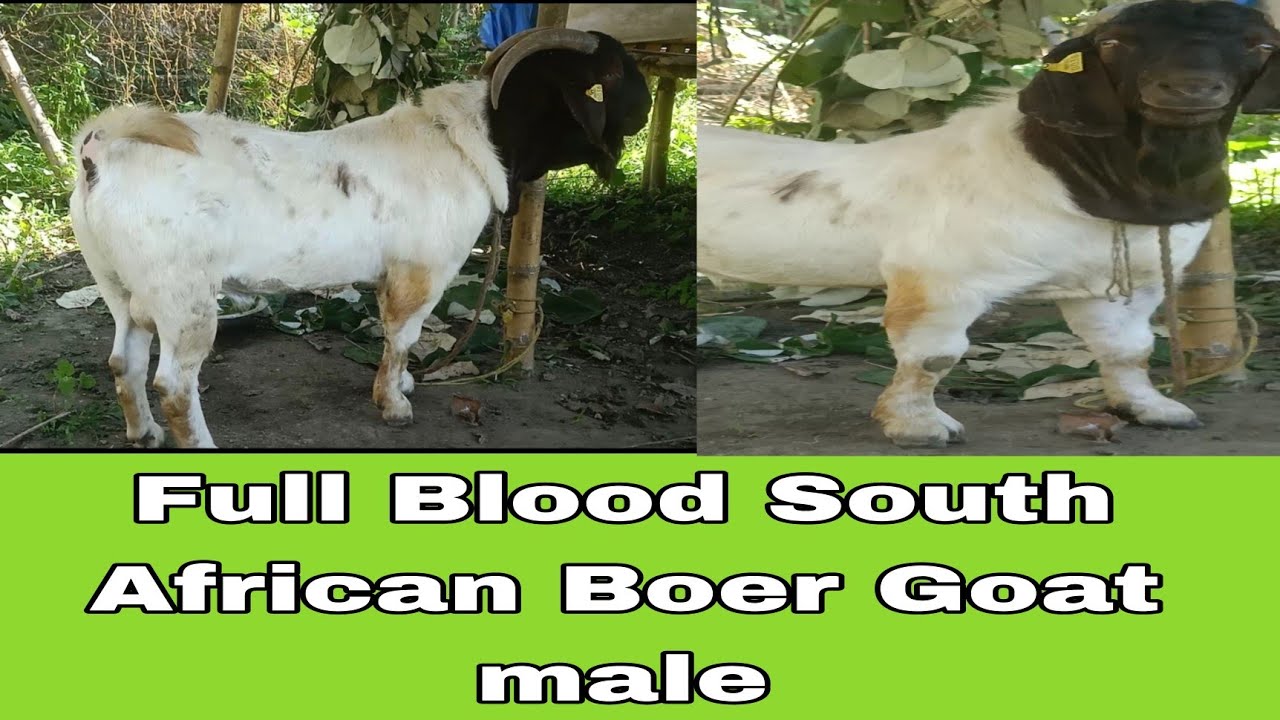 Full Blood South African Boer Goat male ( Goat Farming in Assam ...