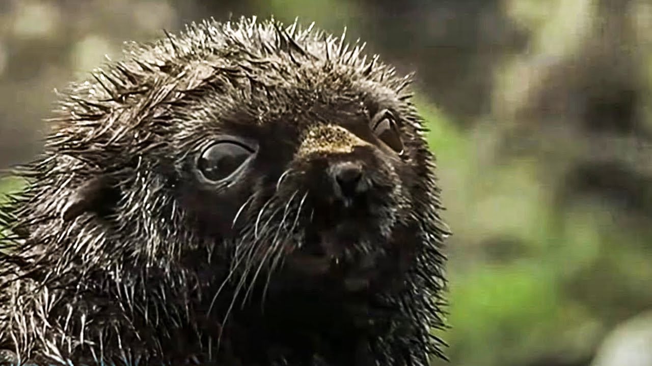 Fur Seals, the Dark Side | Wildlife Documentary - YouTube