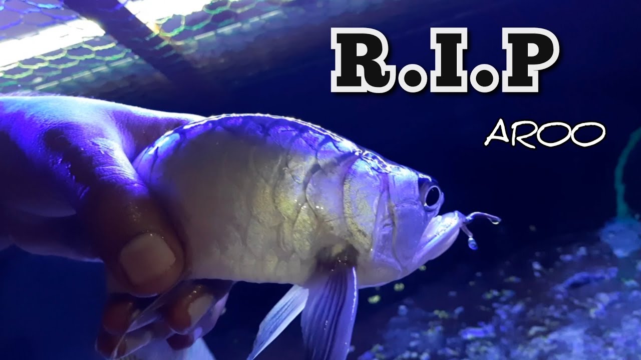 R.I.P AROO. 😥😥 #monster fish #aquarium #srilanka - YouTube