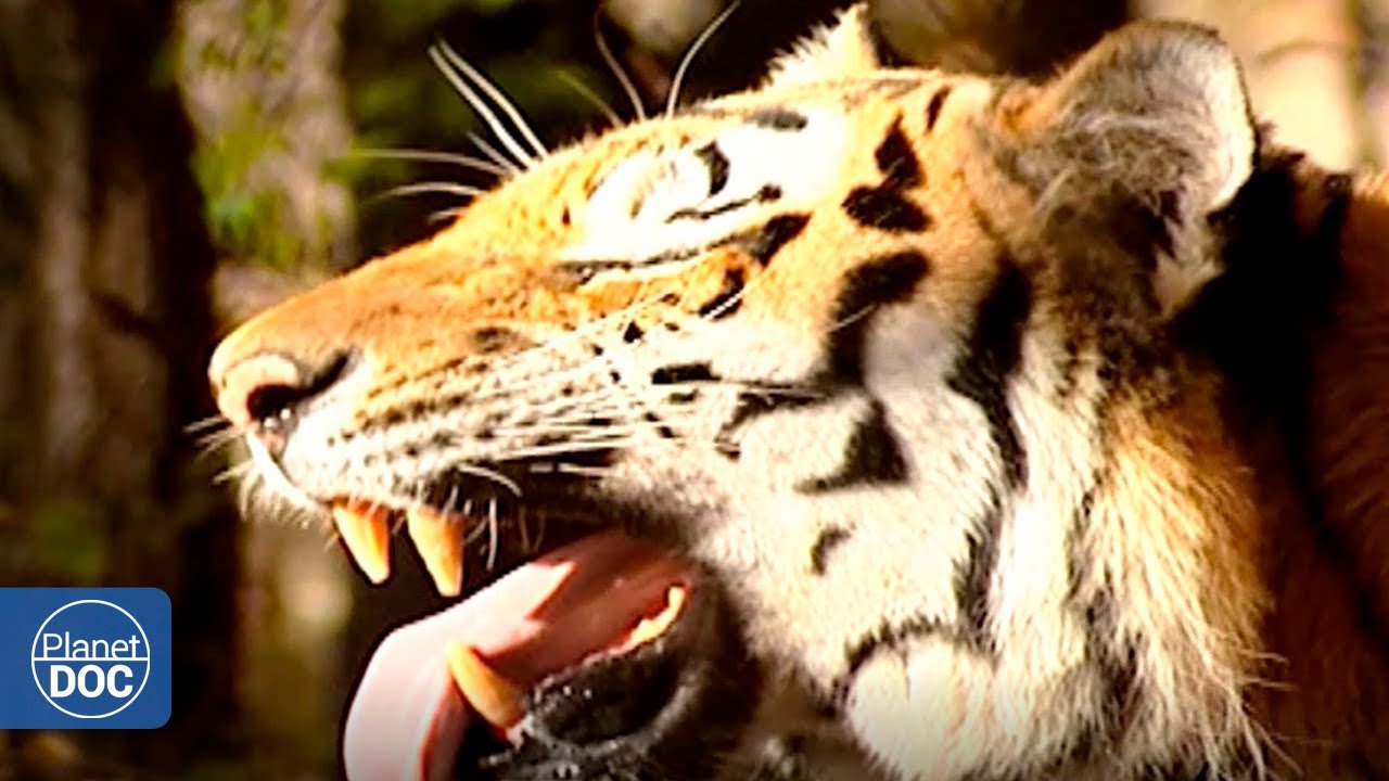 Tiger versus Human: a dying fight fights to survive ... - YouTube