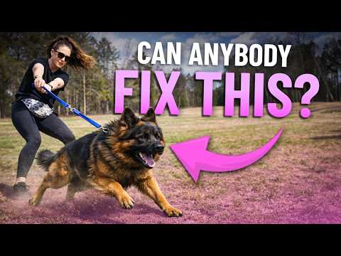My Wife Fixed This Dog’s Pulling in 10 Minutes (No Experience)