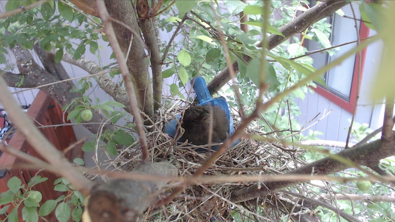 Steller's Jay Nest - YouTube