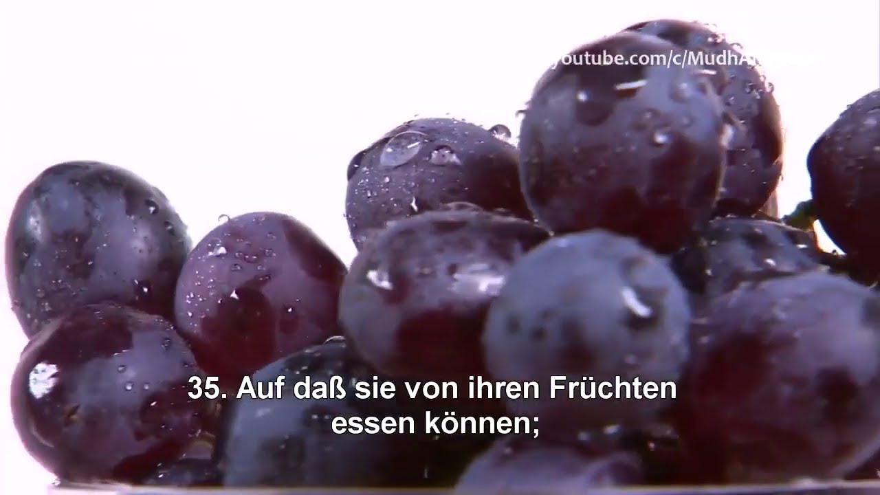 Sure Jasin (Yasin) mit Übersetzung [Verse: 31-40] Mishari Alafasi - YouTube