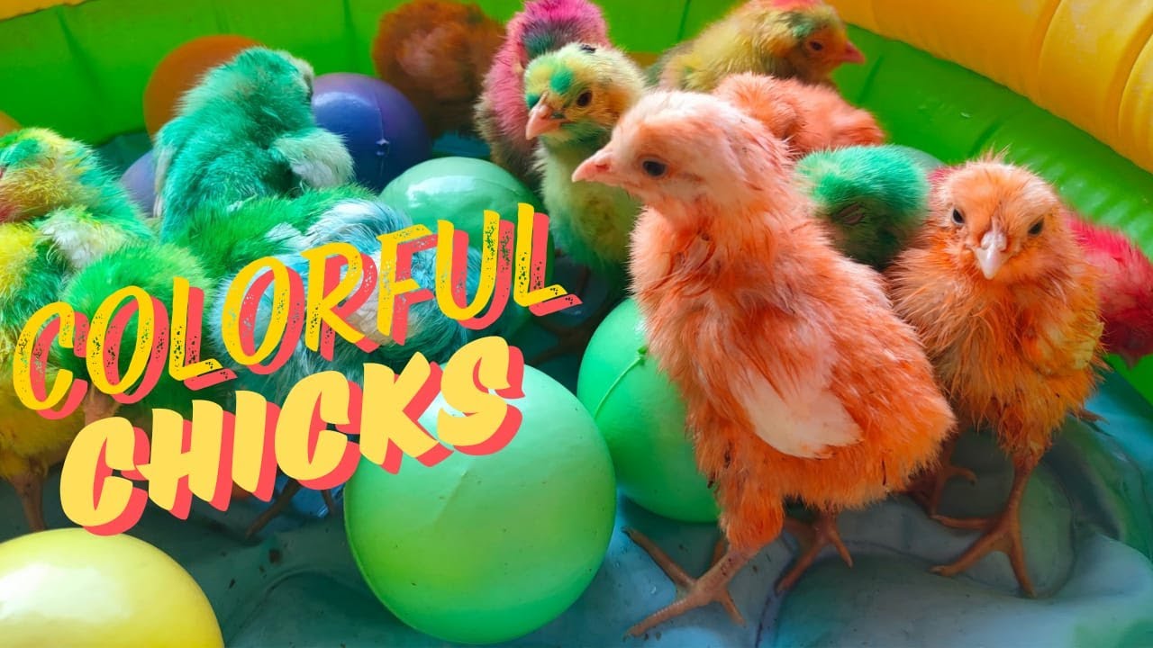 🐣 Colorful Chicks Play in a Pool! 🐥 Fun and Cute Baby Chicks Video ...