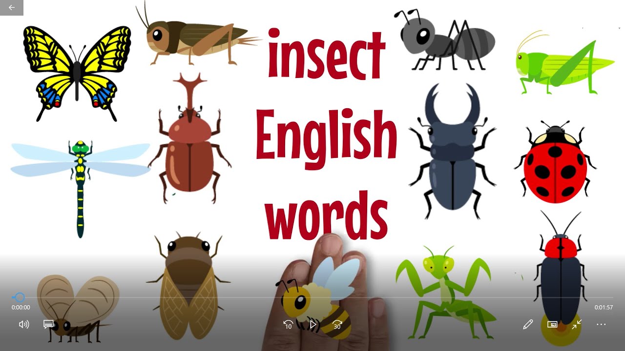 Insect English words ※"English word" playlist recommended - YouTube