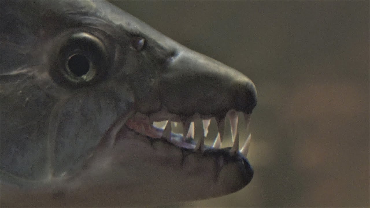 goliath tigerfish upgraded teeth - YouTube